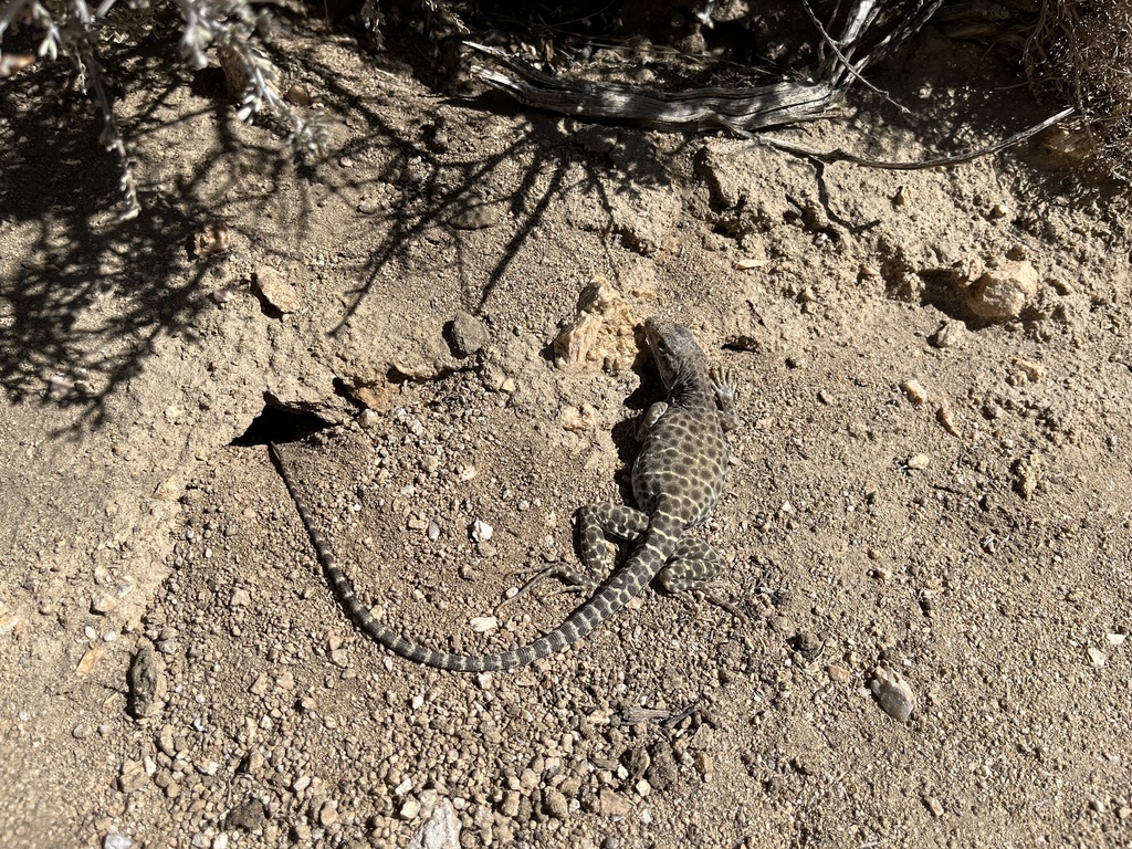 Long-nosed Leopard Lizard from Joshua Tree National Park, Joshua Tree ...