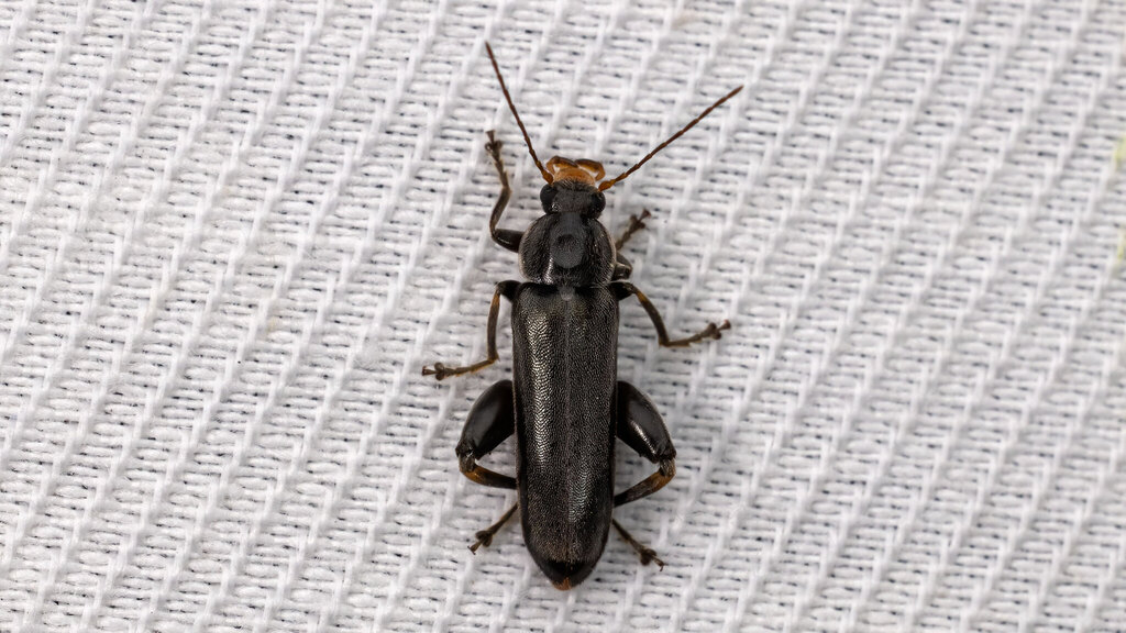 Osphya bipunctata from Kalksburg, Wien, Österreich on April 16, 2025 at ...