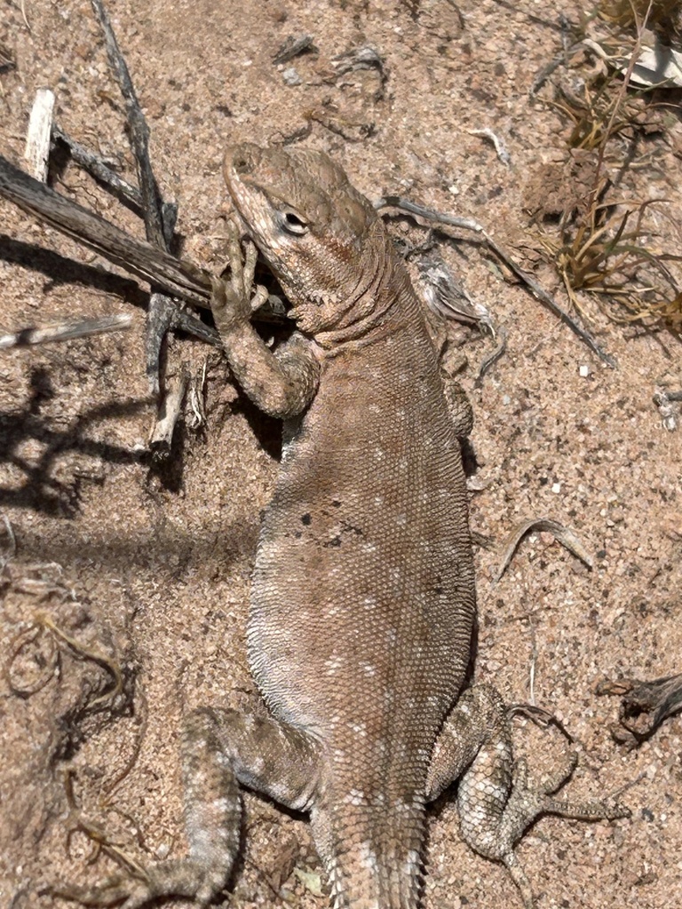 Plateau Side-blotched Lizard from Bluff, UT, US on April 17, 2025 at 01 ...