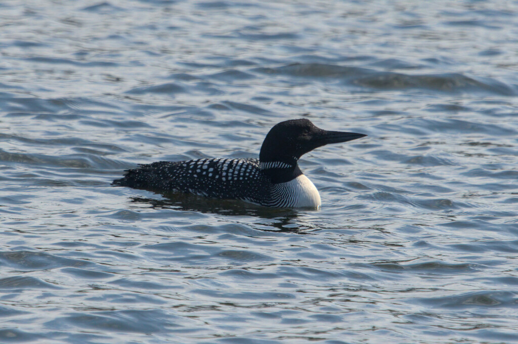 Common Loon from Allen, Ann Arbor, MI on April 11, 2025 at 10:25 AM by ...