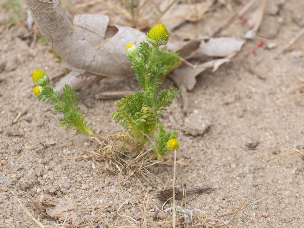 pineapple-weed from North City, San Diego, CA, USA on April 16, 2025 at ...