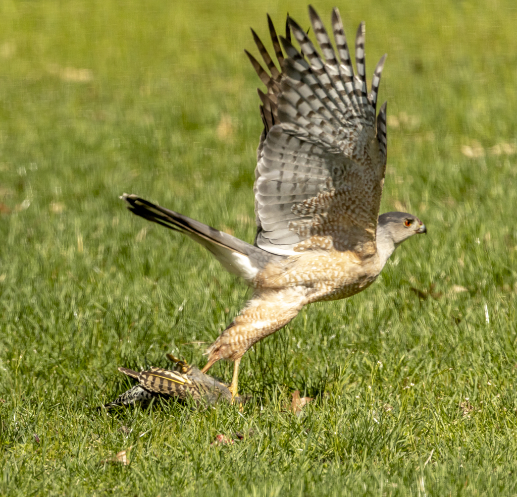 Cooper's Hawk from 865 S Munroe Rd, Tallmadge, OH 44278, USA on April ...