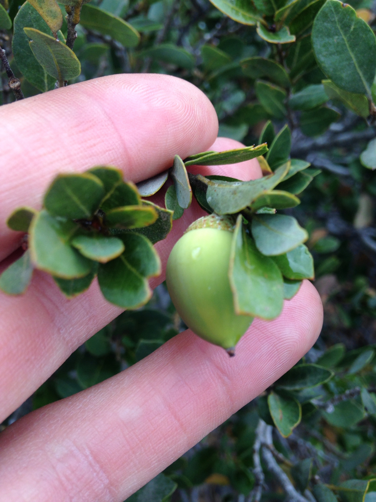 huckleberry oak (Quercus vacciniifolia) - Botanical Realm
