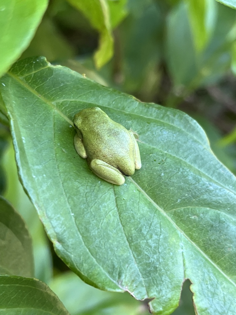Owston's Green Tree Frog in April 2025 by Nakatada Wachi · iNaturalist