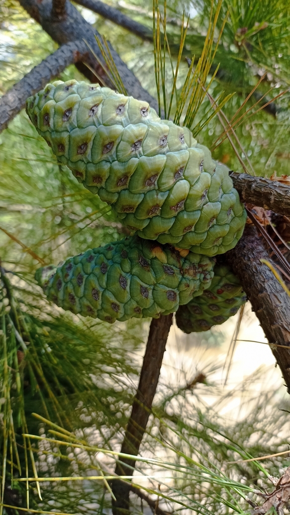 (Pinus greggii australis) - Botanical Realm