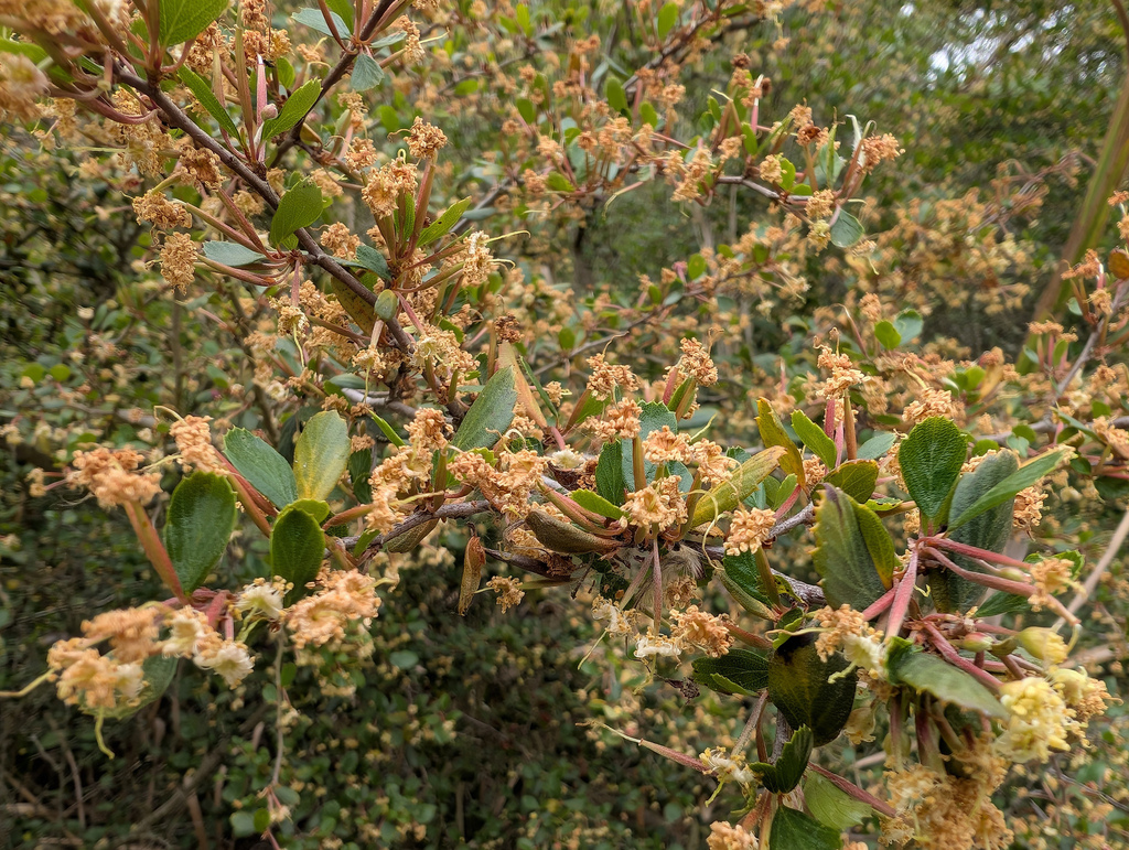 smooth mountain mahogany from Carmel Valley, San Diego, CA, USA on ...