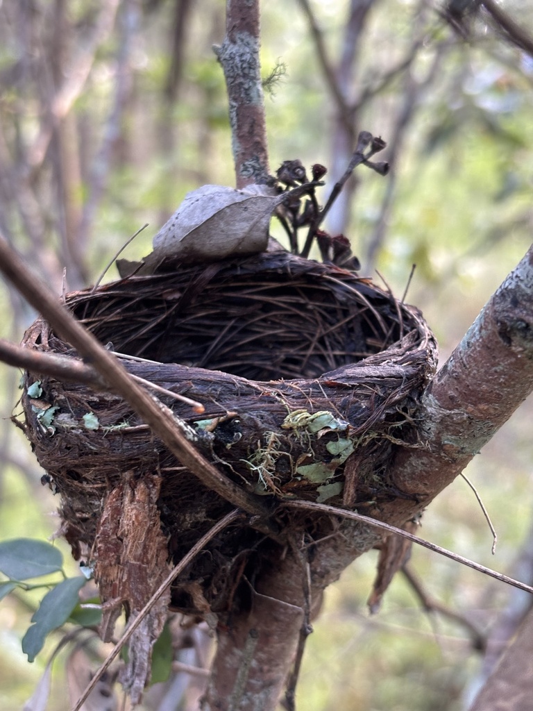 Eastern Yellow Robin from Coomba Park, NSW, AU on April 18, 2025 at 07: ...