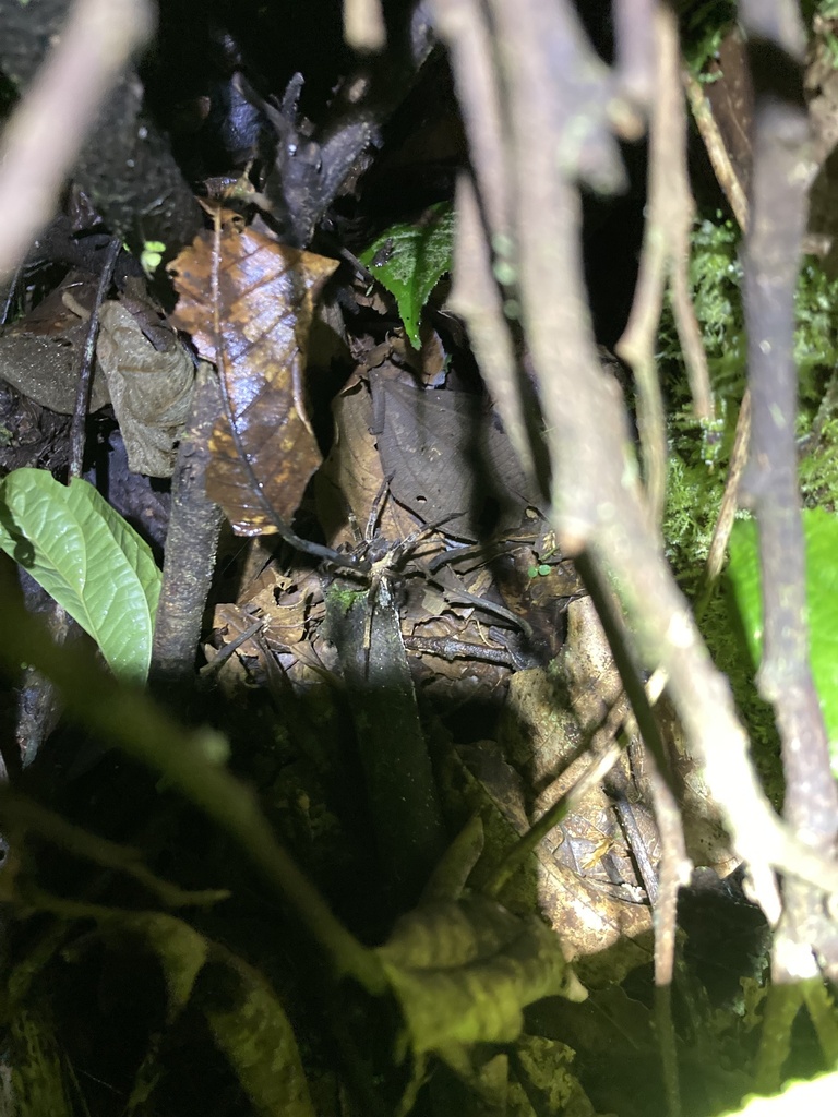 Wandering Spiders from Mera, Pastaza, EC on April 16, 2025 at 10:11 PM ...