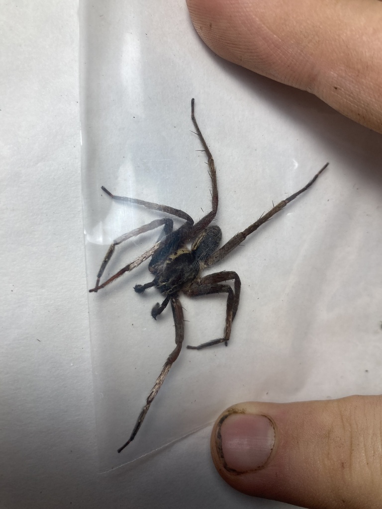 Wandering Spiders from Mera, Pastaza, EC on April 16, 2025 by ...