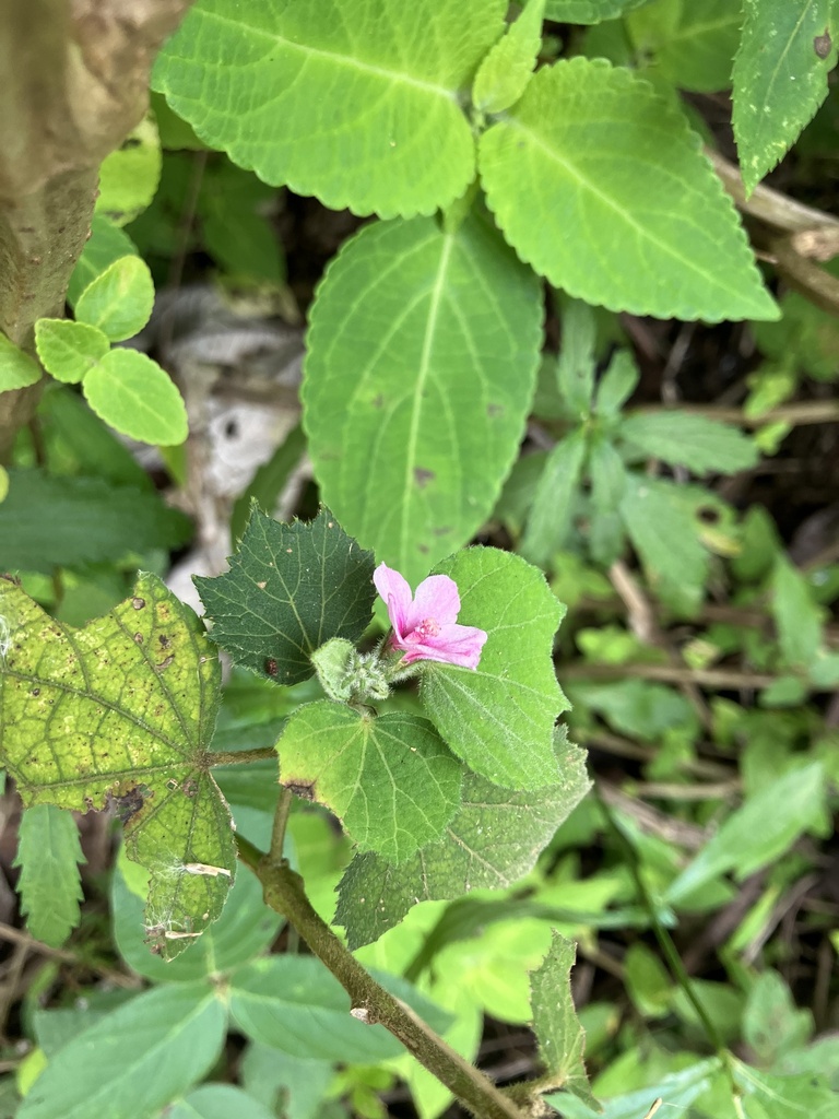 Caesar weed from Puerto Rico, Jayuya, PR, US on April 17, 2025 at 11:40 ...
