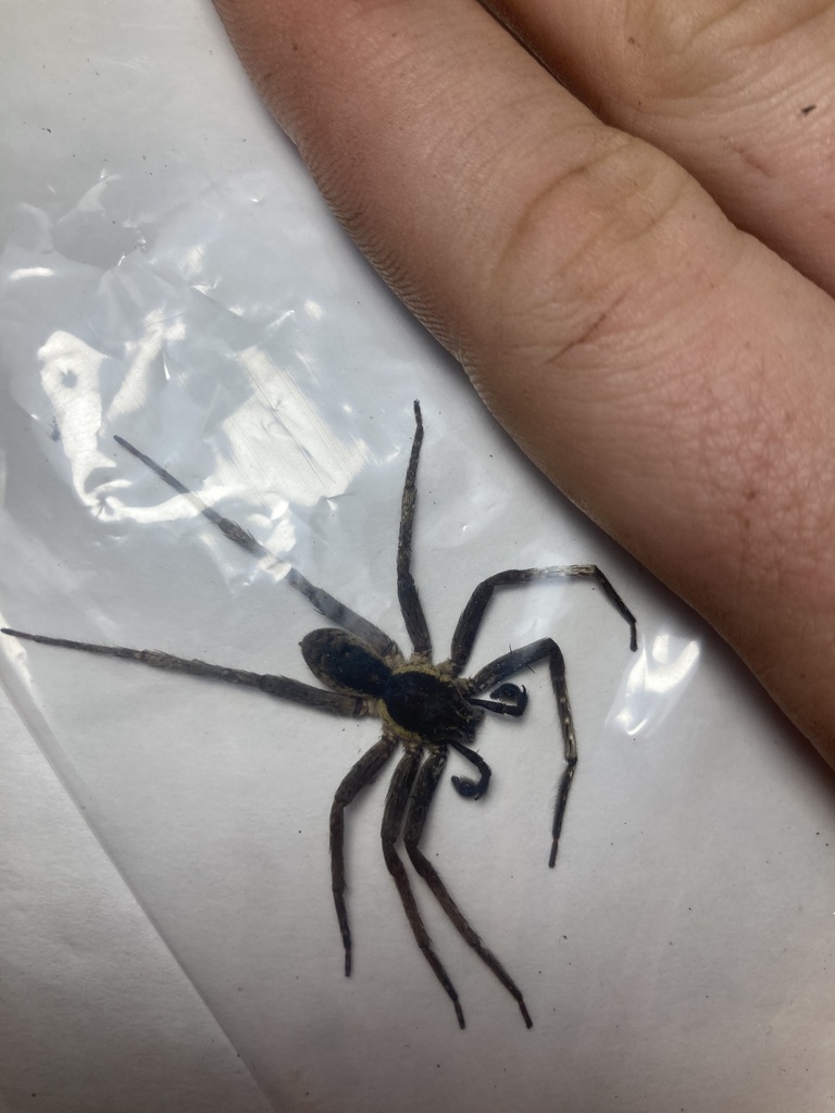 Wandering Spiders from Mera, Pastaza, EC on April 16, 2025 at 10:30 PM ...