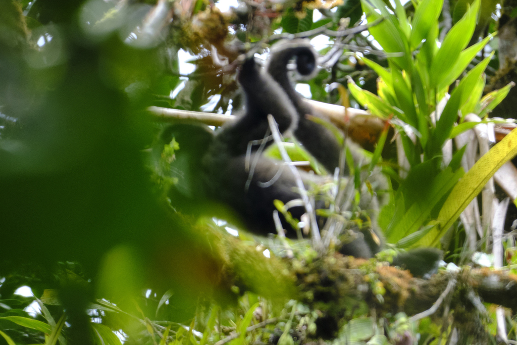 Lagothrix lagothricha tschudii in April 2025 by Jonathan Juan ...