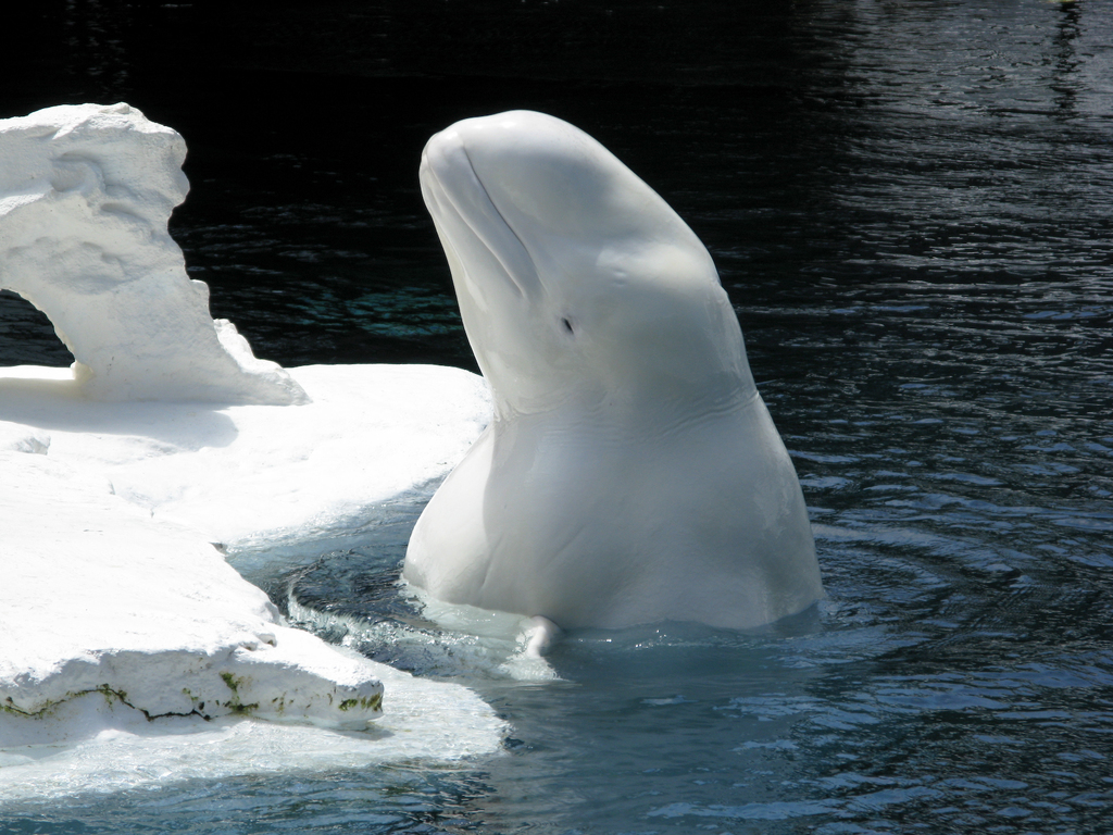 Cetaceans and Hippopotamuses (Whippomorpha) - Marine Life Identification