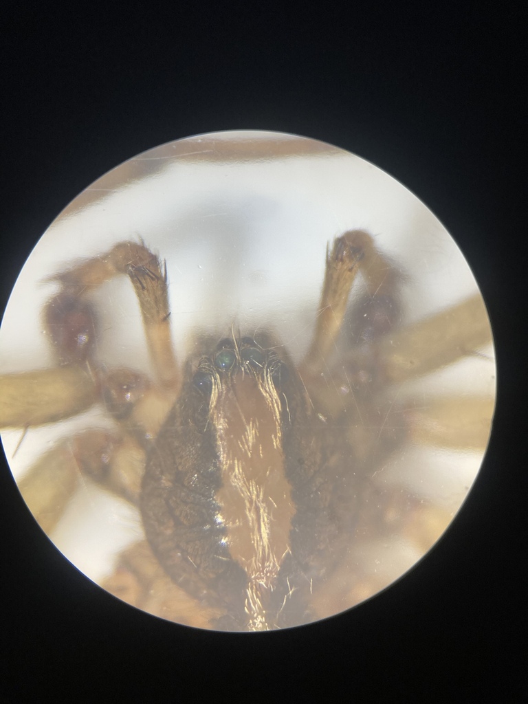 Wandering Spiders from Mera, Pastaza, EC on April 16, 2025 at 08:22 PM ...