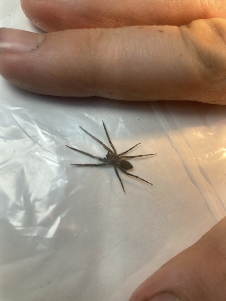 Wandering Spiders from Mera, Pastaza, EC on April 16, 2025 at 08:35 PM ...