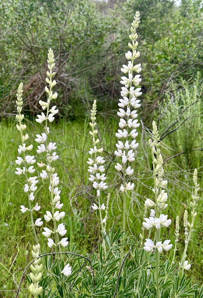 longleaf bush lupine from Santiago Canyon Rd, Irvine, CA, US on April ...