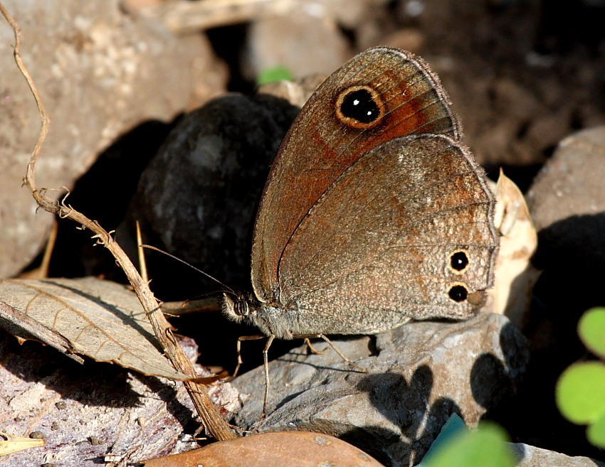Hybrid Argus (Big Butterfly Month India Field guide - Gaurav S. Soman ...