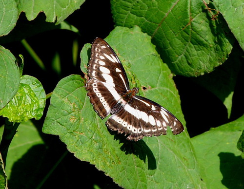 Subespecies Athyma asura asura · iNaturalist Mexico