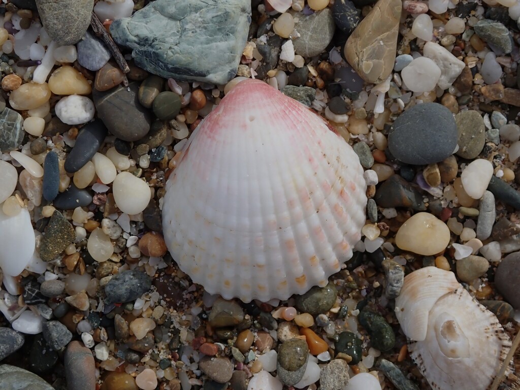 Nodulose Dog Cockle from Arrawarra NSW 2456, Australia on April 17 ...