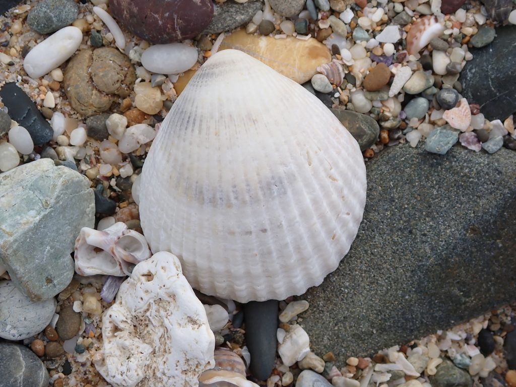 Nodulose Dog Cockle from Arrawarra NSW 2456, Australia on April 17 ...