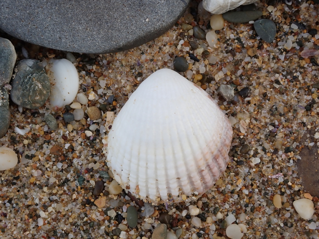 Nodulose Dog Cockle from Arrawarra NSW 2456, Australia on April 17 ...