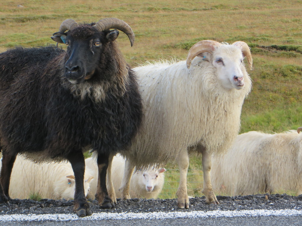 Domestic Sheep (Ovis aries) - Know Your Mammals Domestic Sheep (Ovis aries) - Know Your Mammals
