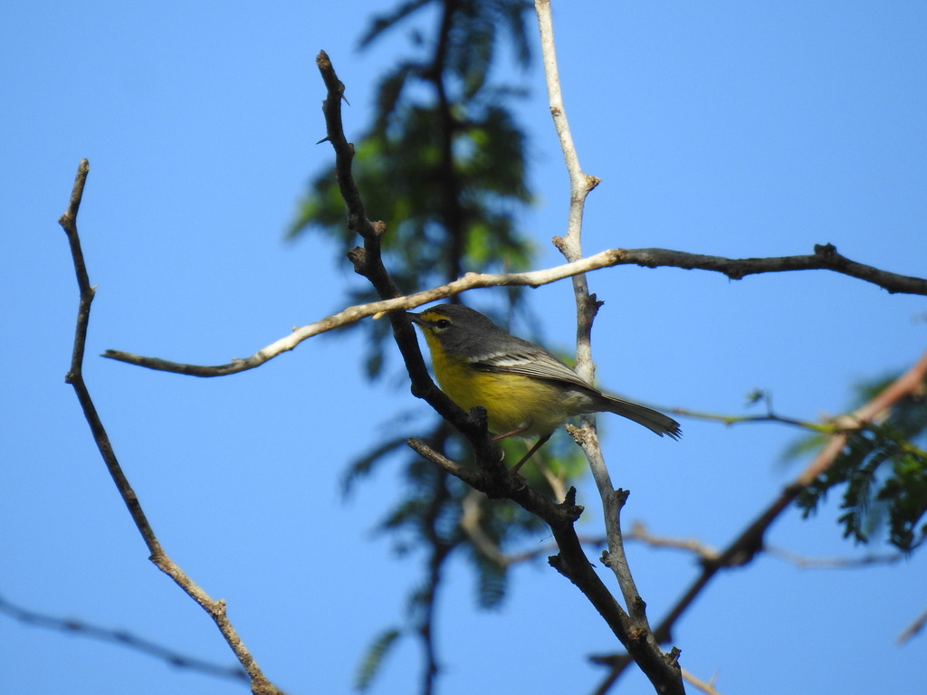 Adelaide's Warbler from Pedernales, Cabo Rojo, Puerto Rico on April 16 ...