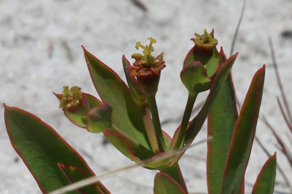 Scrub Spurge from Highlands County, FL, USA on April 17, 2025 at 11:41 ...