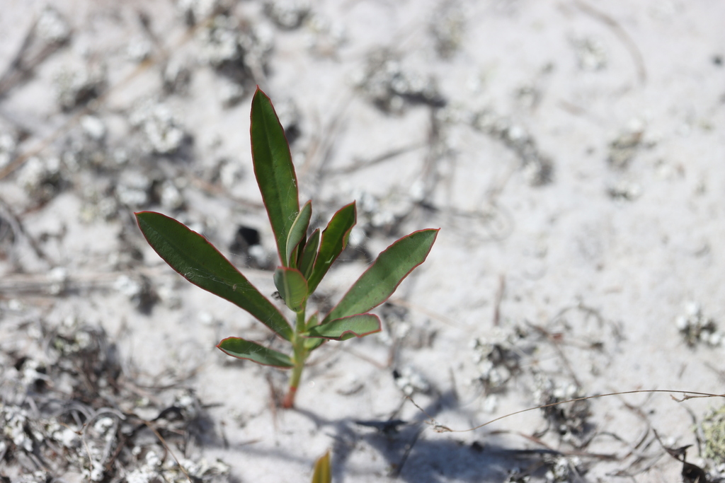 Scrub Spurge from Highlands County, FL, USA on April 17, 2025 at 11:46 ...