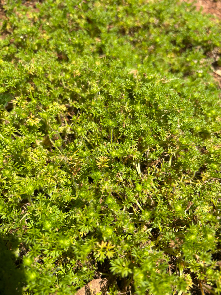 common soliva from Friar Tuck Rd, Fayetteville, GA, US on April 17 ...