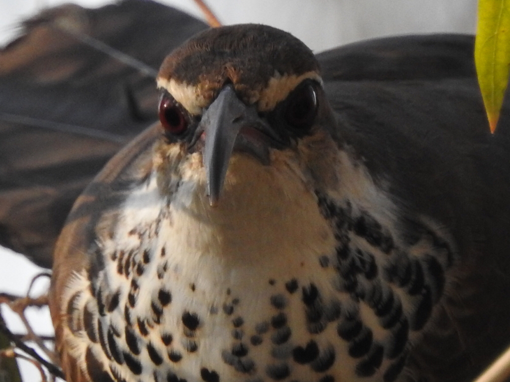 Mesites (Mesitornithidae) - Avian Discovery