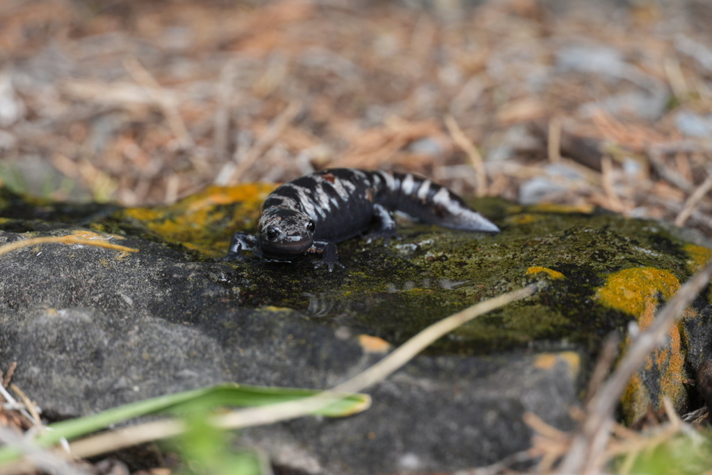 Marbled Salamander in April 2025 by Nicholas Lynch · iNaturalist