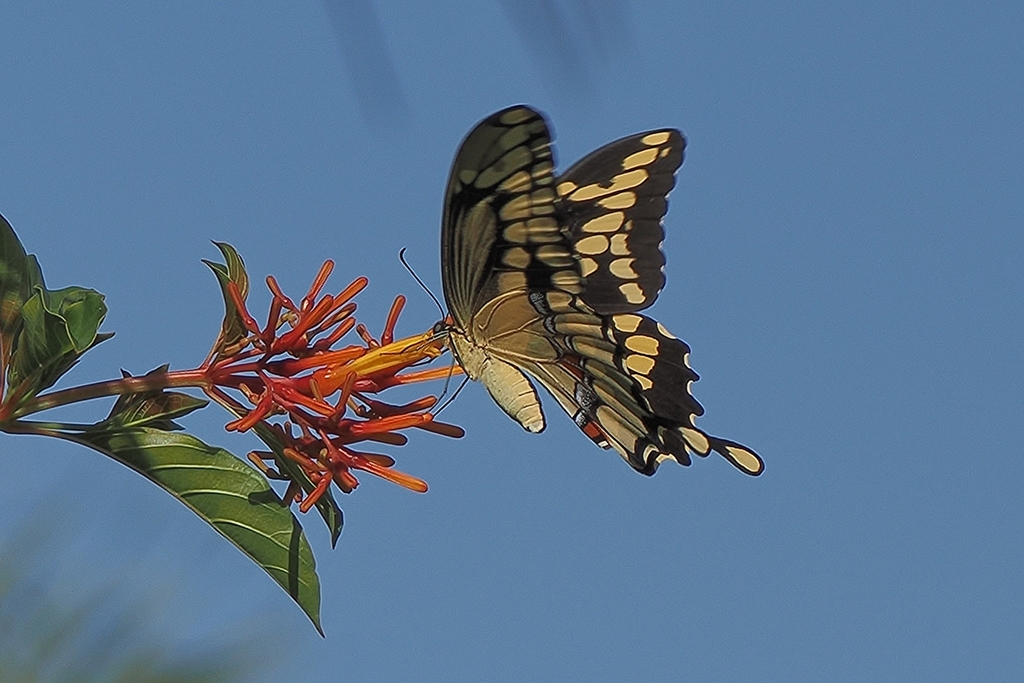 Eastern Giant Swallowtail from (west) Boynton Beach, FL, USA on April ...