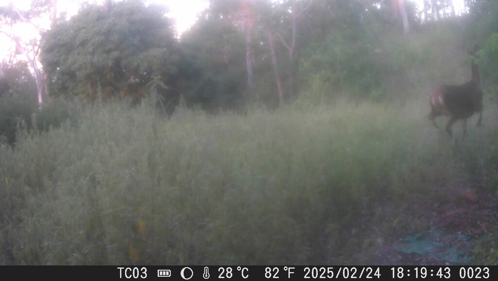Red Deer from Seventeen Mile QLD 4344, Australia on February 24, 2025 ...