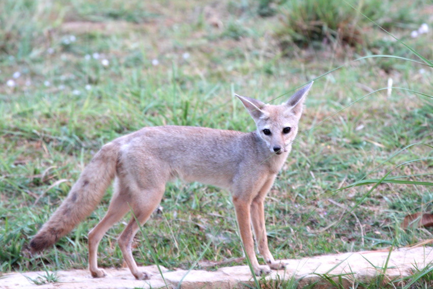Indian Fox (Vulpes bengalensis) - Know Your Mammals