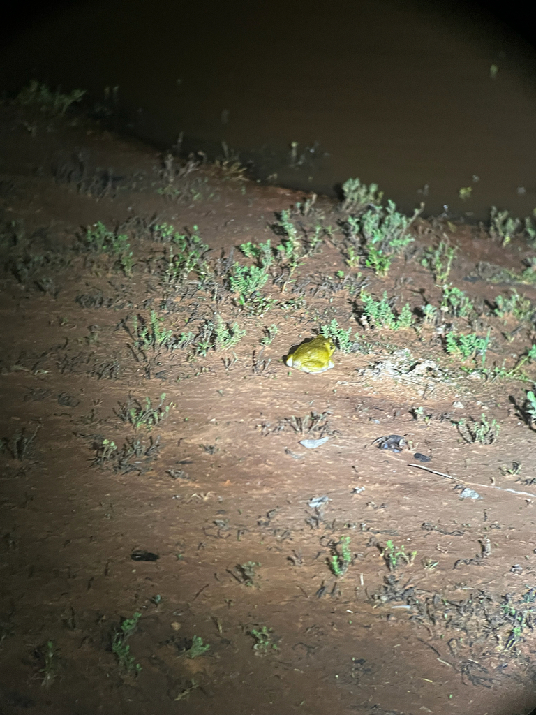 Giant Burrowing Frog from Stuart Hwy, Davenport, NT, AU on December 26 ...