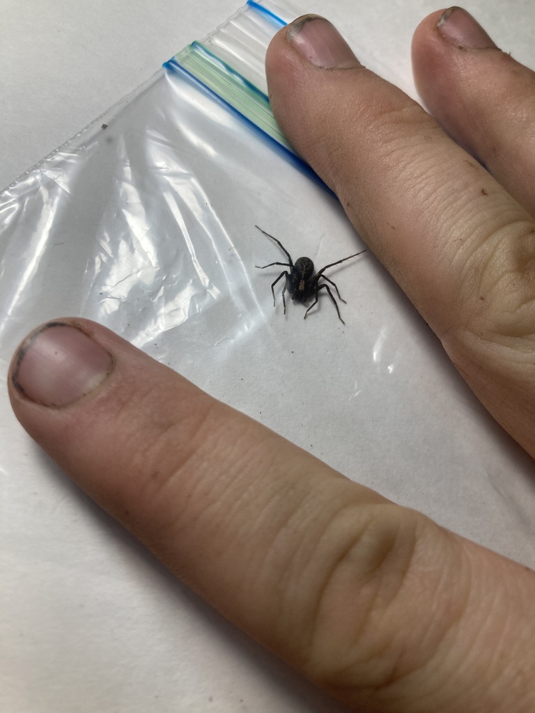 Wandering Spiders from Mera, Pastaza, EC on April 16, 2025 at 08:46 PM ...