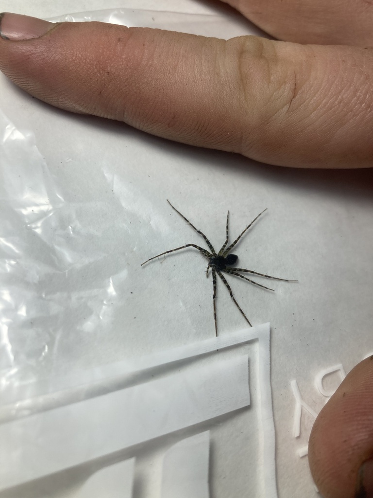 Wolf Spiders and Allies from Mera, Pastaza, EC on April 16, 2025 at 08: ...