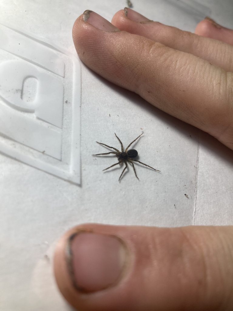 Wandering Spiders from Mera, Pastaza, EC on April 16, 2025 at 08:45 PM ...