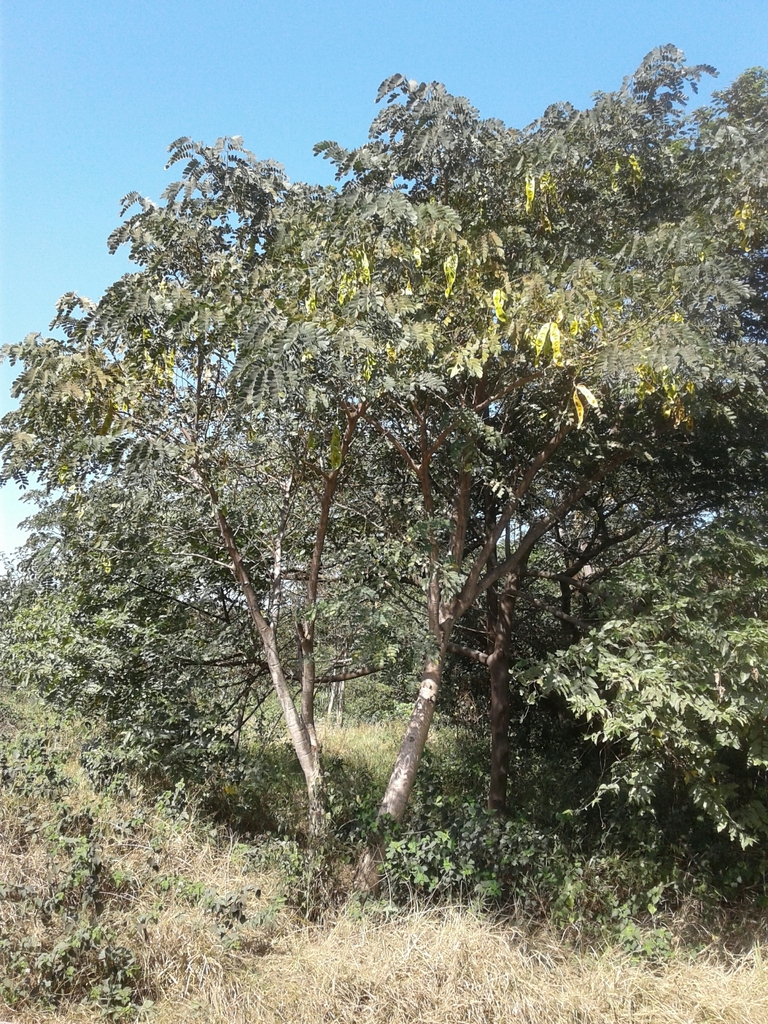 Acacia amarilla (Guía de Plantas del Municipio de Benito Juárez, Qur ...