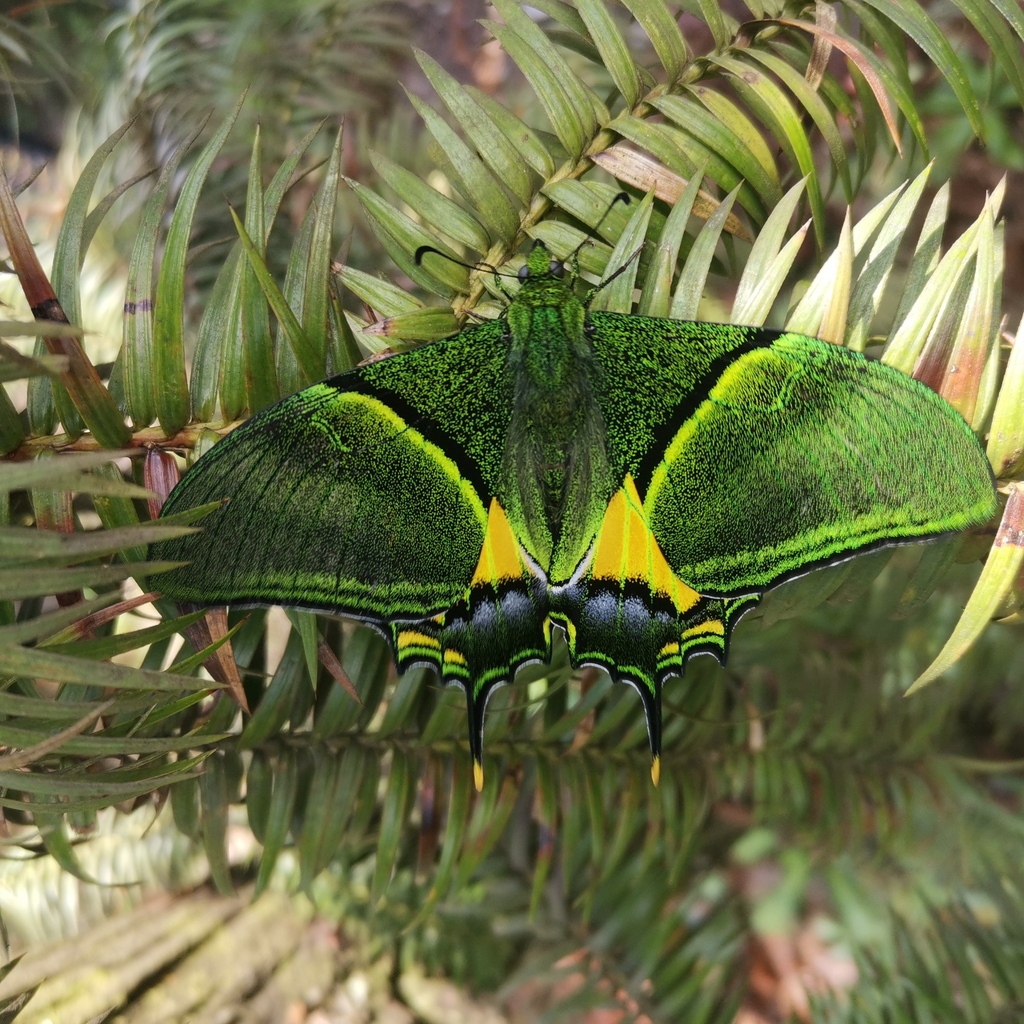 Golden Kaiser-i-Hind in April 2021 by 昆虫学liuye · iNaturalist