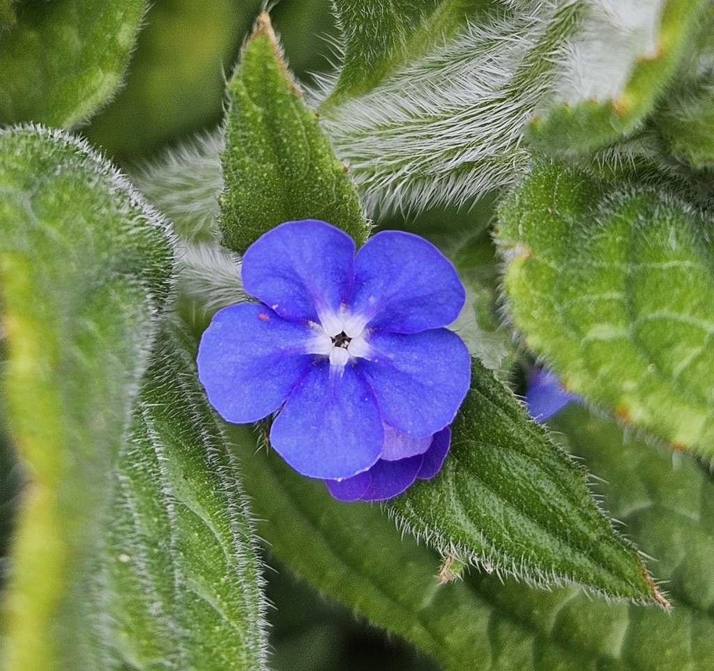 Green Alkanet from Abney, Hope Valley S32 1AH, UK on April 13, 2025 at ...