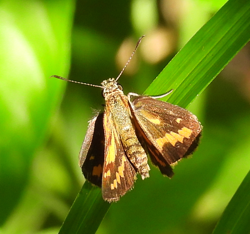 Wide-brand Grass-dart from Draper QLD 4520, Australia on April 18, 2025 ...