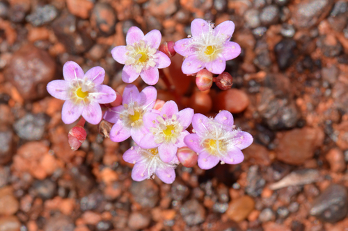 Calandrinia creethae · iNaturalist
