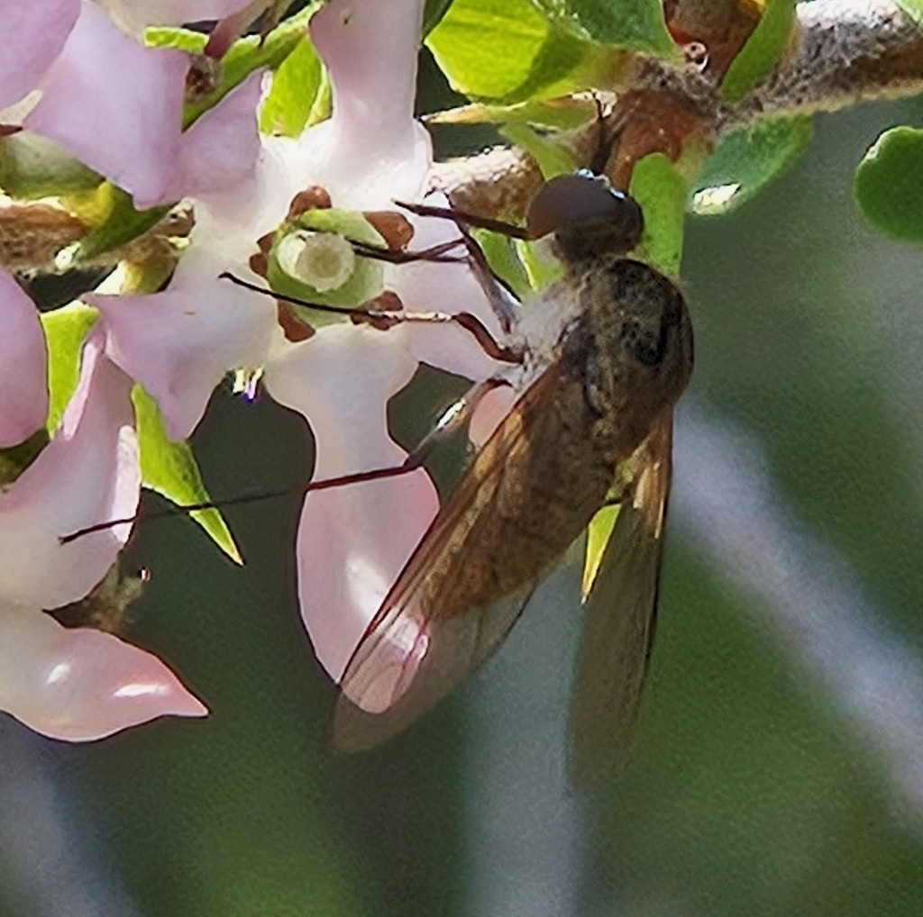 Bee Flies from Arcadia NSW 2159, Australia on April 18, 2025 at 12:07 ...