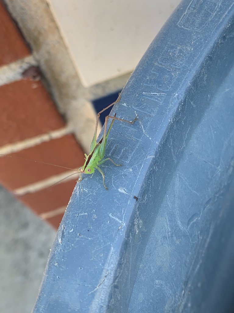 Lesser Meadow Katydids from Atoka on August 20, 2019 by tokenangel ...