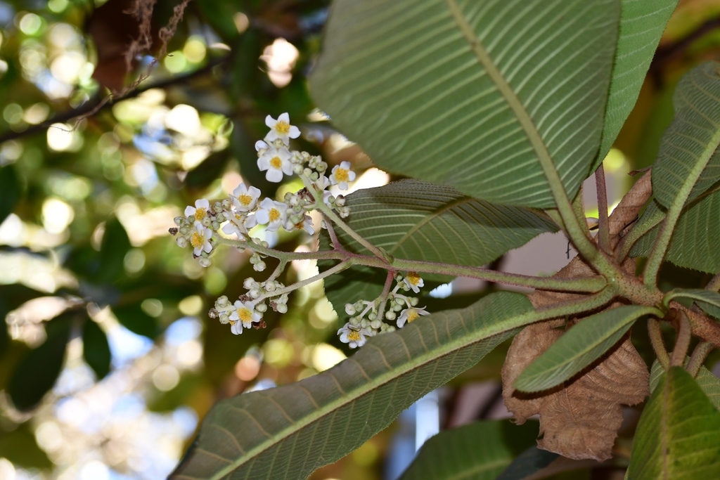 moquillo (Árboles del departamento de Santa Rosa) · iNaturalist
