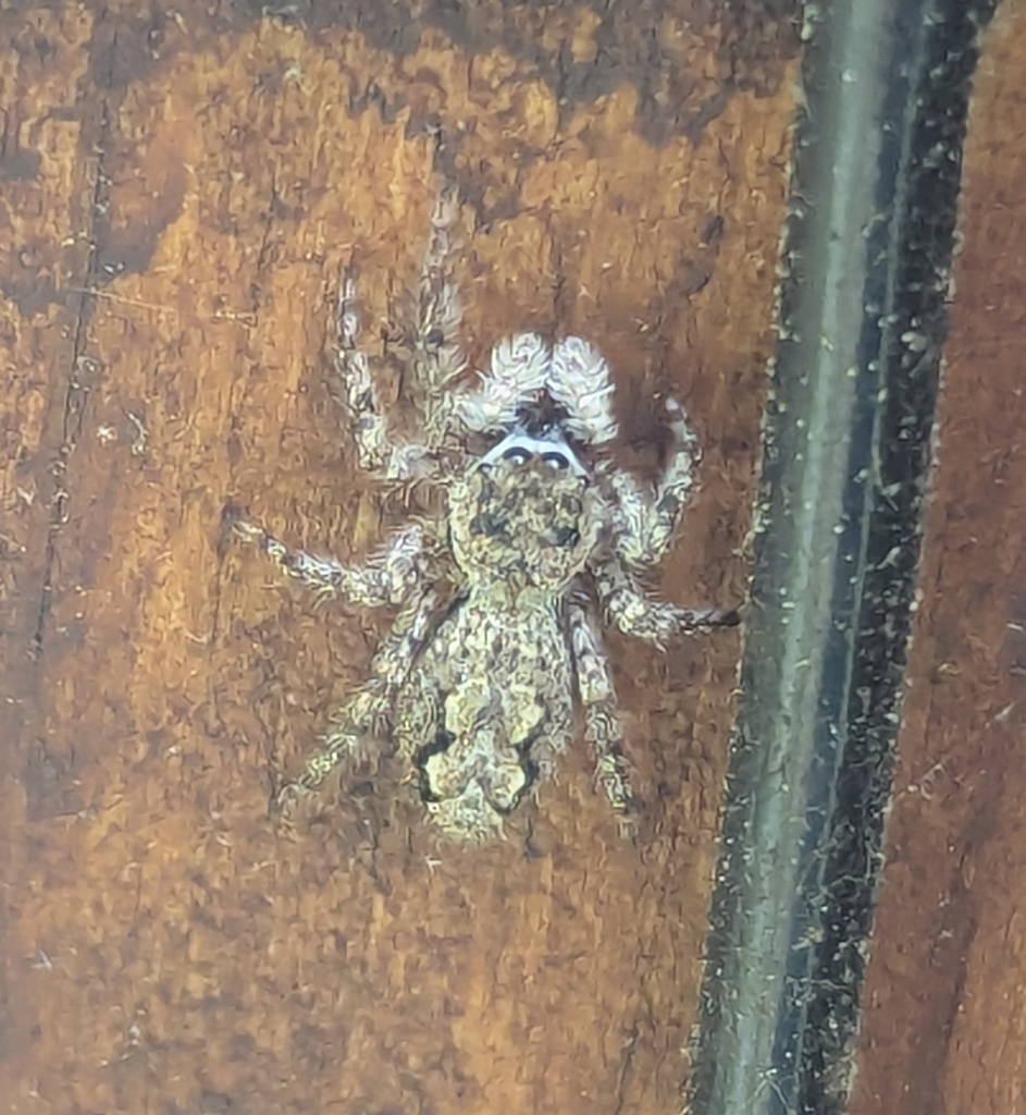 Tan Jumping Spider from Rural Hall, NC, USA on April 17, 2025 at 02:48 ...