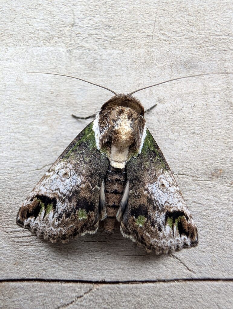 Risoba prominens from 日本、〒891-3101 鹿児島県西之表市西之表 on April 03, 2025 at 02:10 PM by K_Kawashima ...