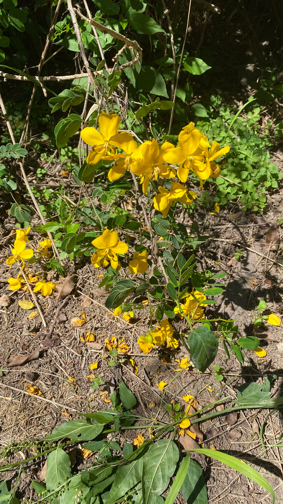 Easter Cassia from Oxley Creek Common and Stable Swamp Creek, QL, AU on ...
